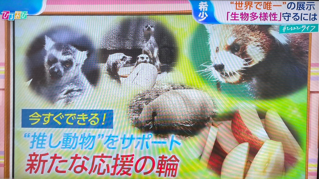 TBS【ひるおび】 - Hello! OHANA