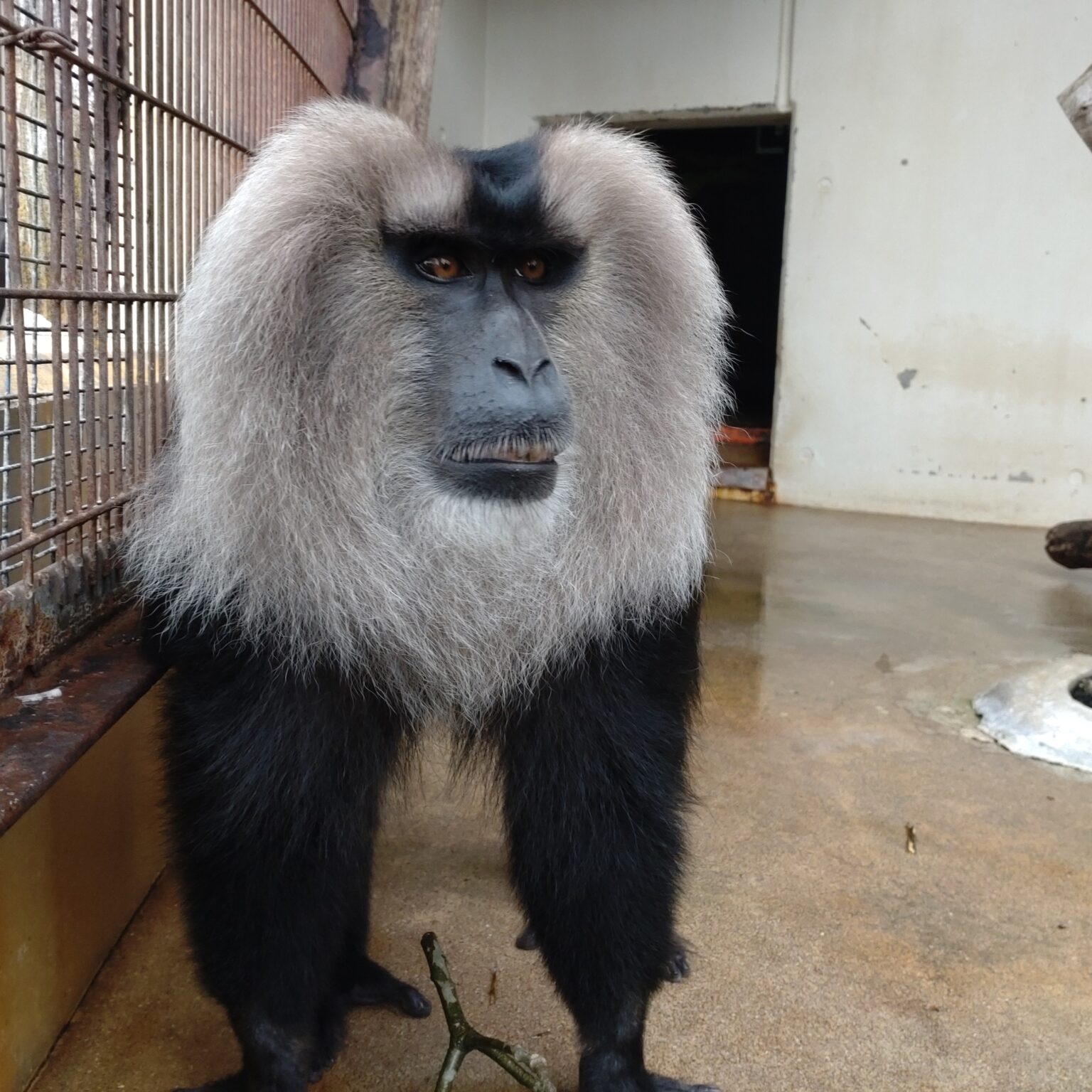 Hello! OHANA｜トミーさん（愛媛県立とべ動物園）