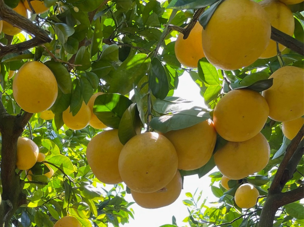 Hello! OHANA｜ジミーさん（日本モンキーセンター）