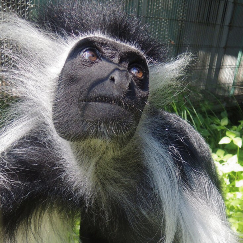 日本モンキーセンター - Hello! OHANA