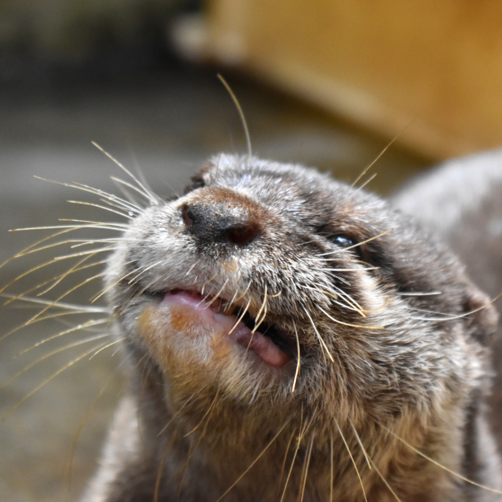 Hello! OHANA｜ノンさん（虹の森公園おさかな館）