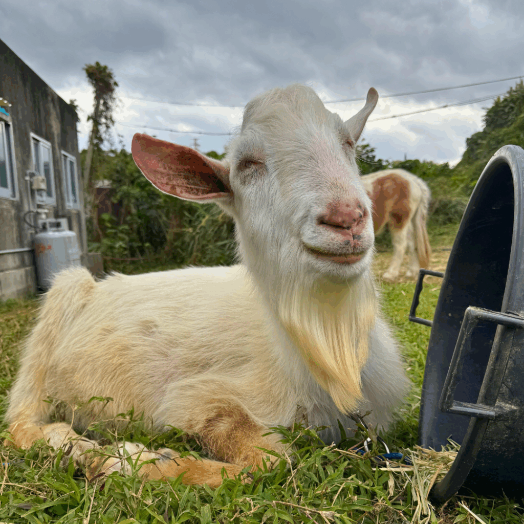 ヤギ - Hello! OHANA