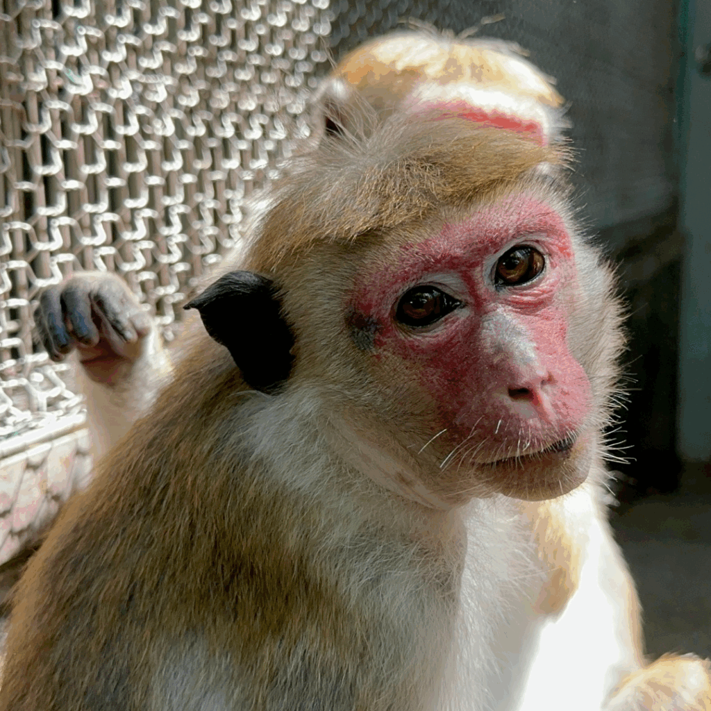 Hello! OHANA｜トクモンキーのトクチーム（日本モンキーセンター）